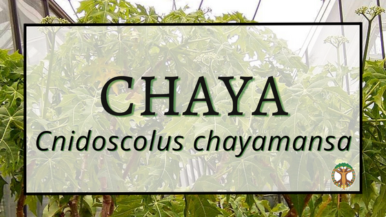 Chaya - Florida School of Holistic Living