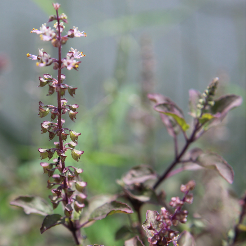Spanish needles - Florida School of Holistic Living