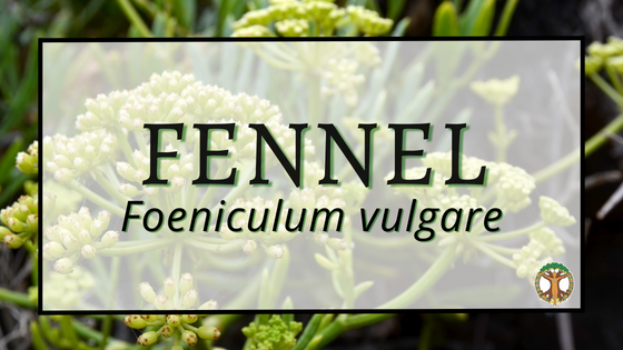 Fennel - Florida School of Holistic Living