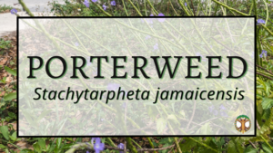 Porterweed - Florida School of Holistic Living
