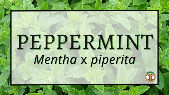 Peppermint - Florida School of Holistic Living