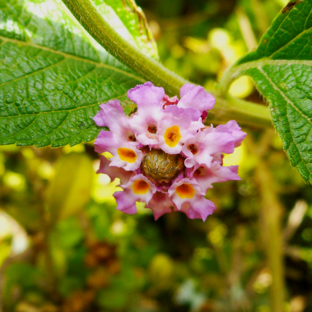 Lippia Alba - Plant of the Month, June - Florida School of Holistic Living