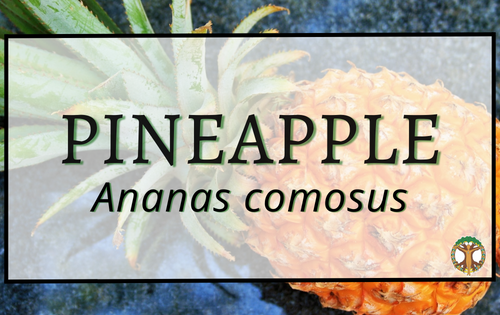 Cleavers - Florida School of Holistic Living