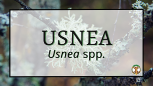 Usnea - Florida School of Holistic Living